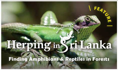 Herping in Sri Lanka | Saiyu Lanka
